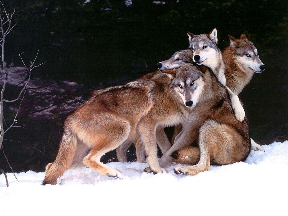 The Benefits Of Having A Large Wolf Pack Centives The Benefits Of Having A Large Wolf Pack Centives